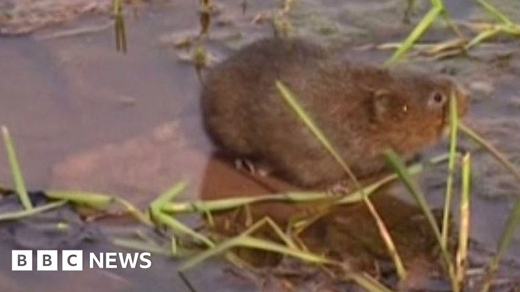 Endangered water voles return to Somerset river after 30 years - BBC News