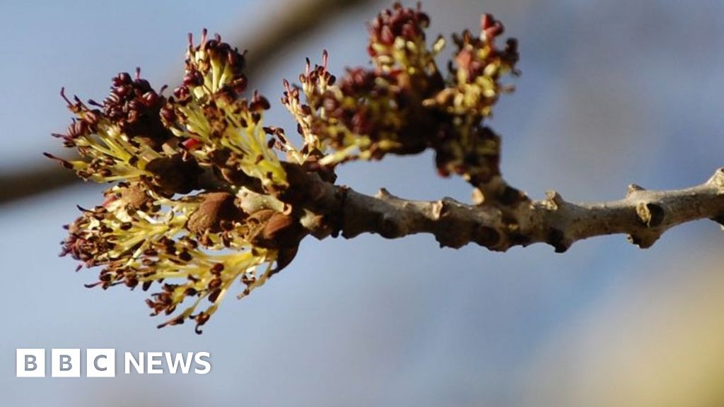Ash tree genome sequenced for first time - BBC News