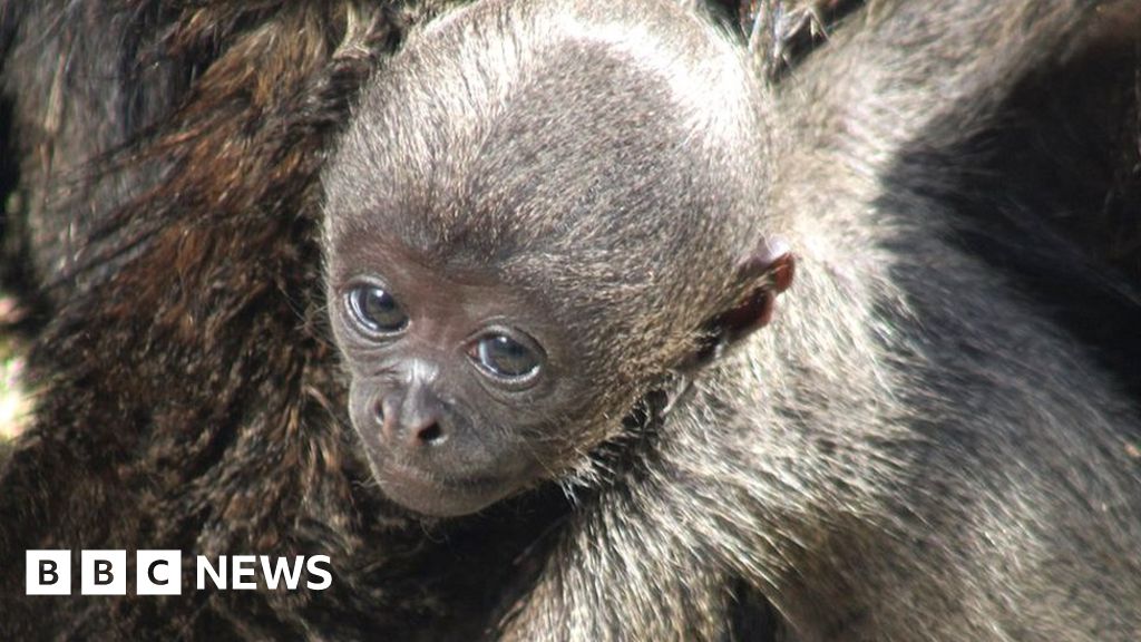 Rare monkeys which suffer with 'stress' give birth in Dorset