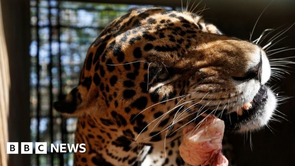 Animals go hungry in Venezuela zoos due to shortages - BBC News