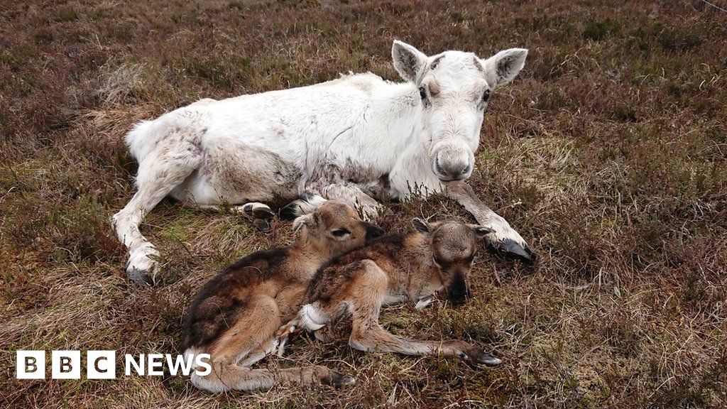 'Rare' birth of live reindeer twins in Cairngorms