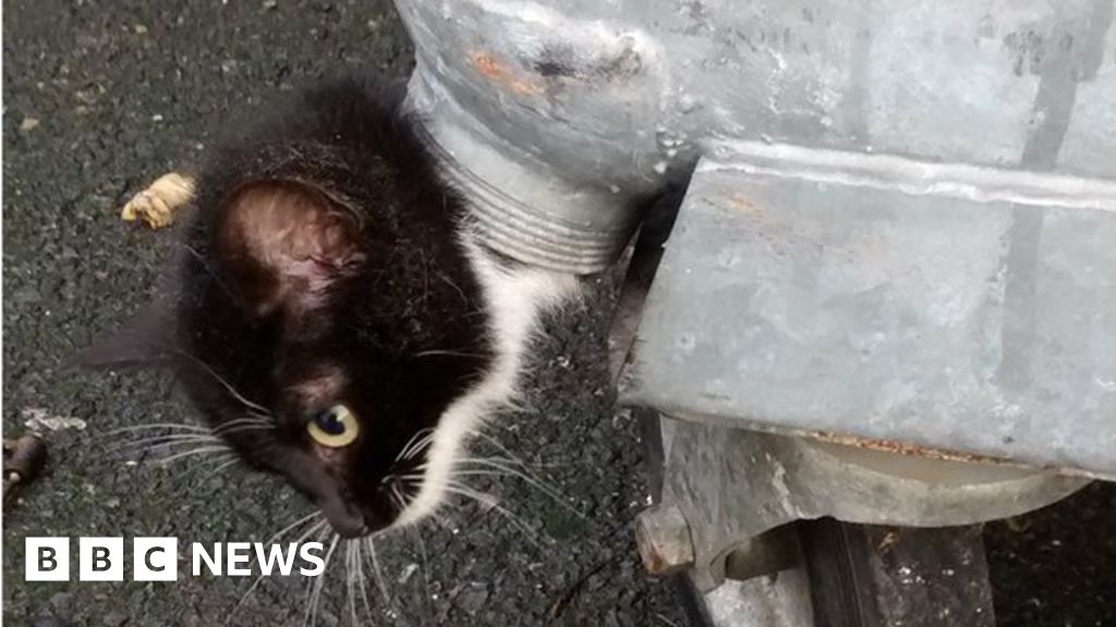 Dusty the kitten gets stuck in bin in Wolverhampton - BBC News