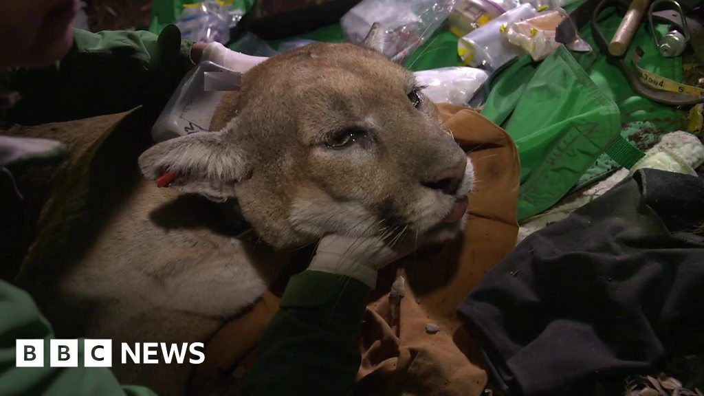 Tracking Los Angeles Famous Mountain Lion P 22 tracking-los-angeles-famous-mountain-lion-p-22
