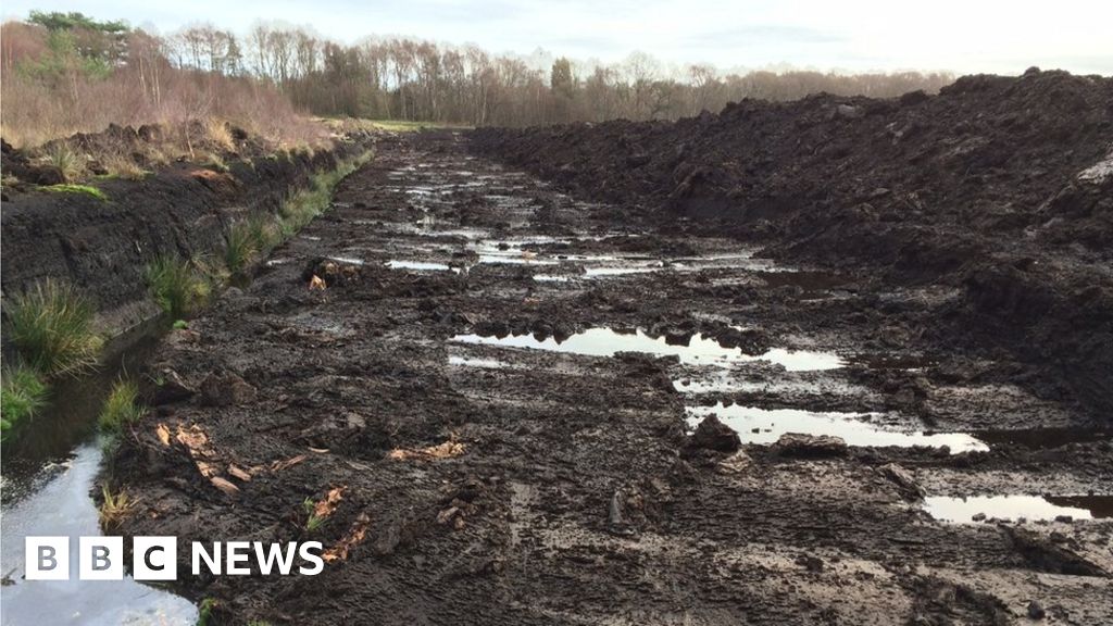 Lindow Moss: Calls for investigation into sinking Cheshire bog - BBC News