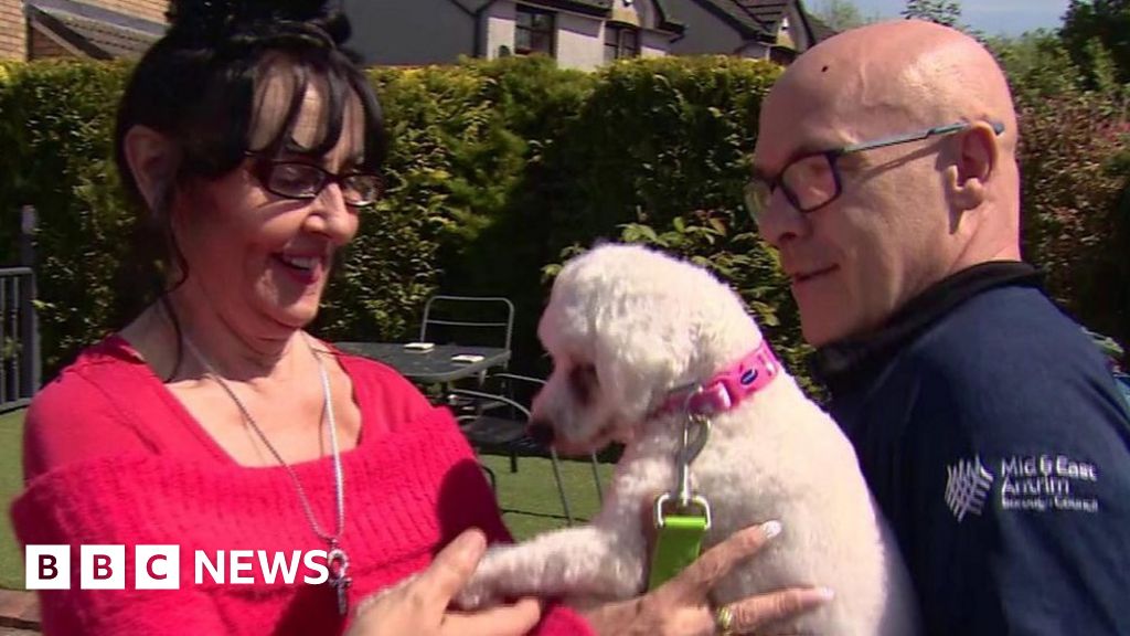 Stolen dog found in Northern Ireland reunited with owner in Glasgow