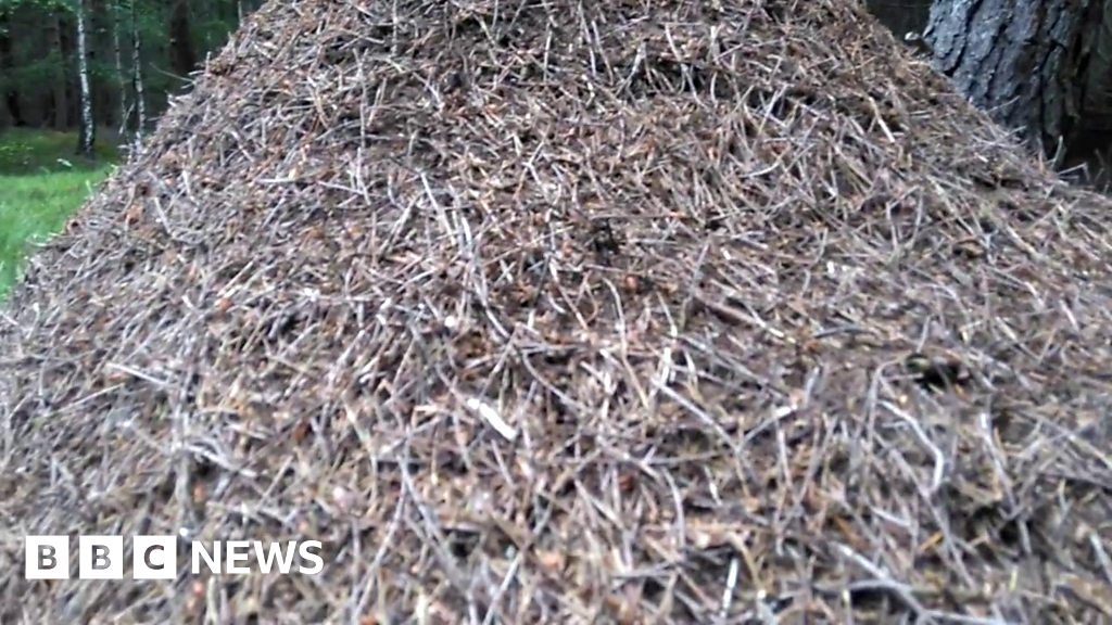 Industrious ants in Cairngorms National Park - BBC News