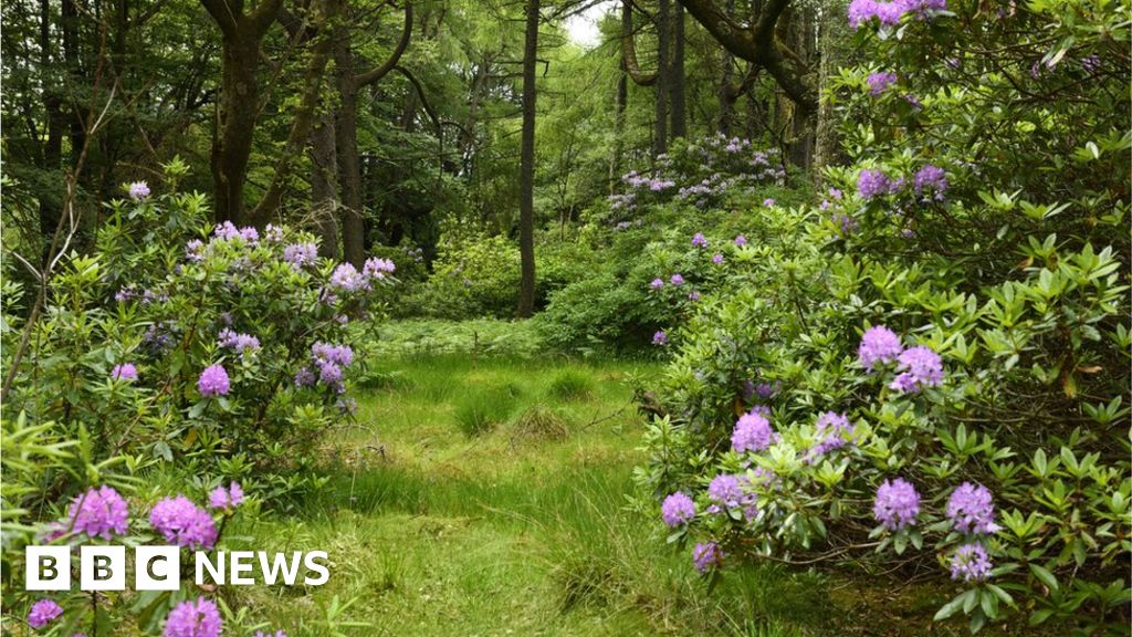 Community to tackle Marsden Moor rhododendron invaders - BBC News