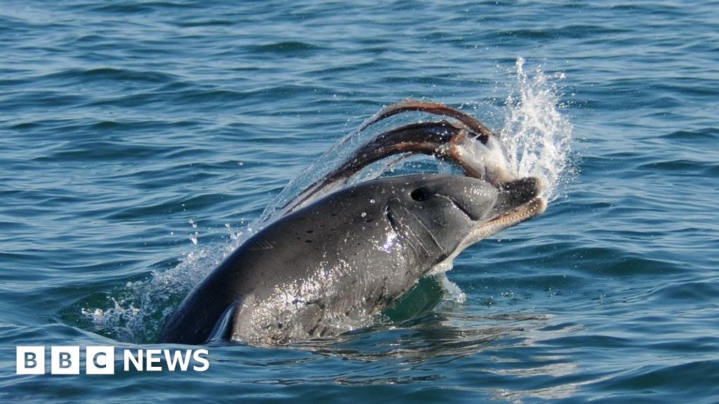 Dolphins 'shake and toss' octopus prey, research finds - BBC News
