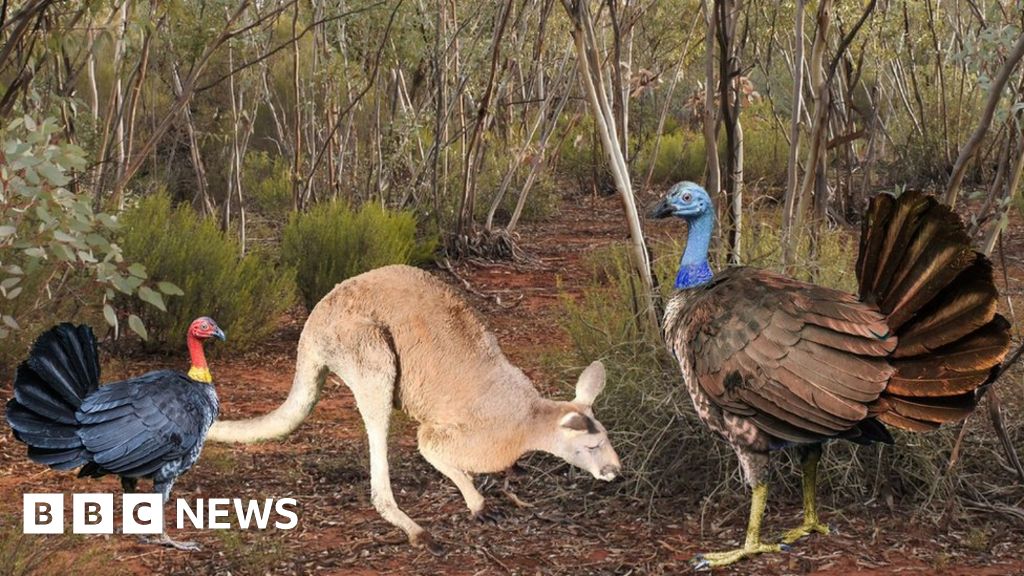 Ancient bird like 'a kangaroo-sized flying turkey' - BBC News