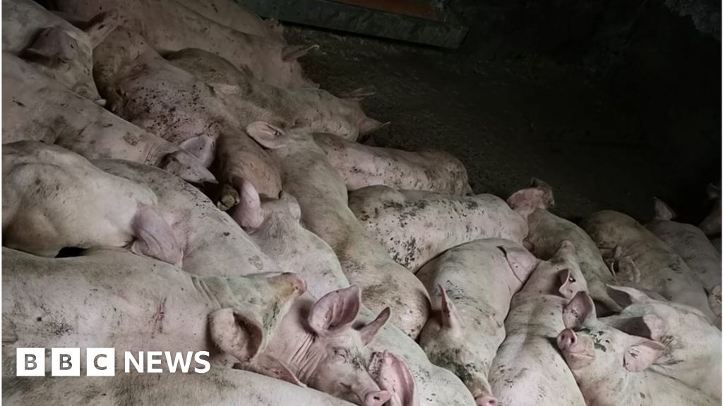 Agriculture inspectors visit pig farm after protest