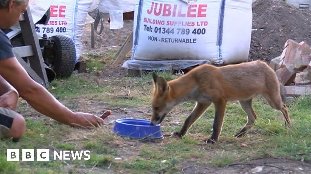 Fantastic Mr Fox - BBC News