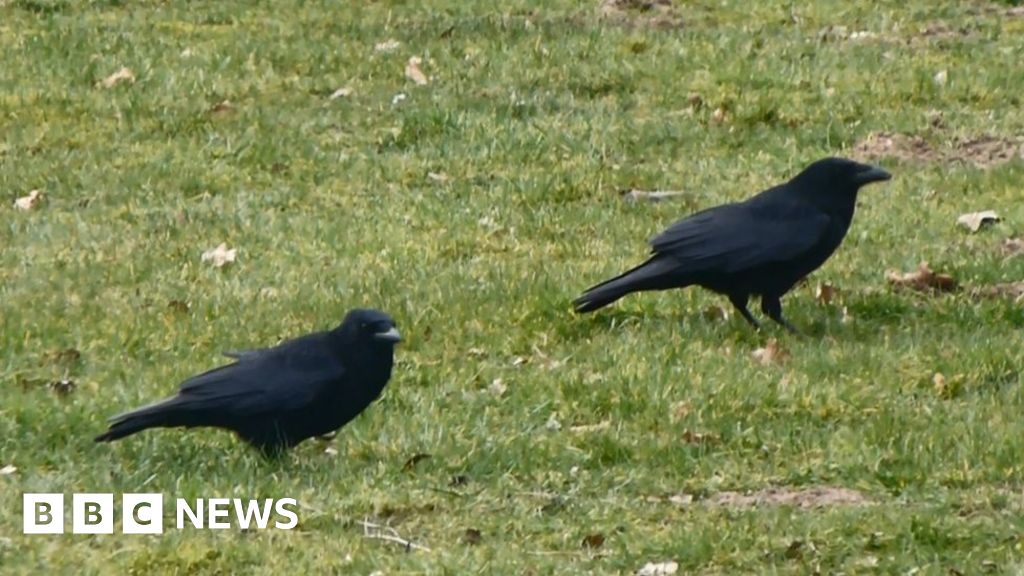 'Evil' crows vandalise Newark woman's home and car - BBC News