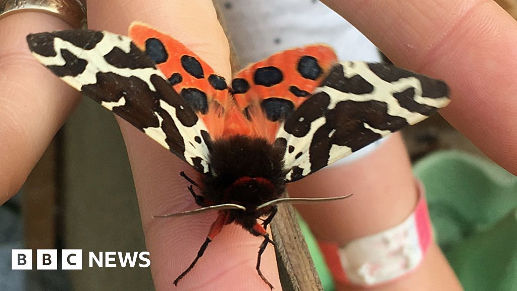 Galloway study finds hundreds of species of moths - BBC News