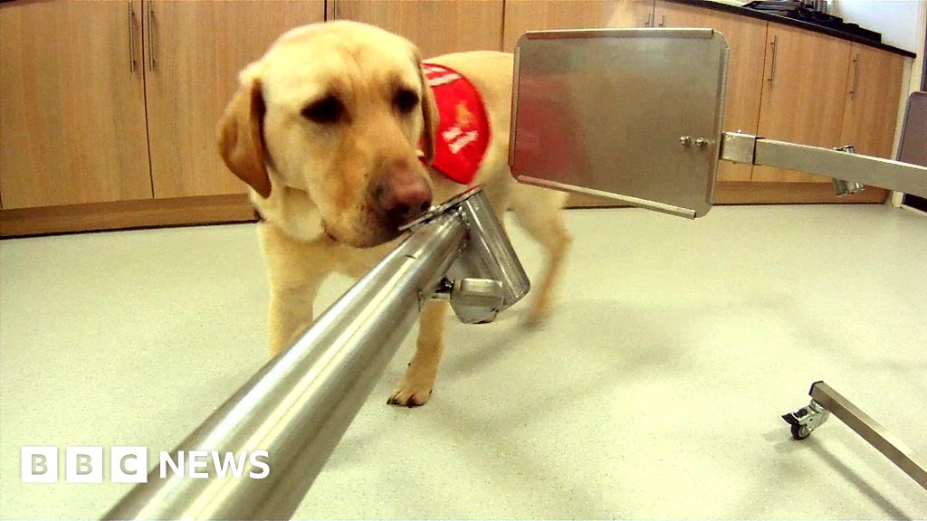 The dogs trained to spot cancer - BBC News