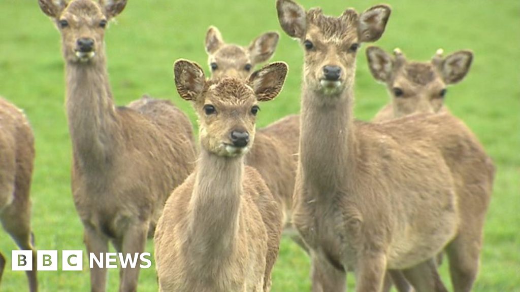 Brexit: Rhug Estate sheep farm puts new focus on venison - BBC News