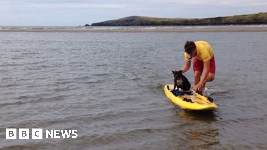 Stranded dog rescued by RNLI lifeguard off Poppit Sands - BBC News
