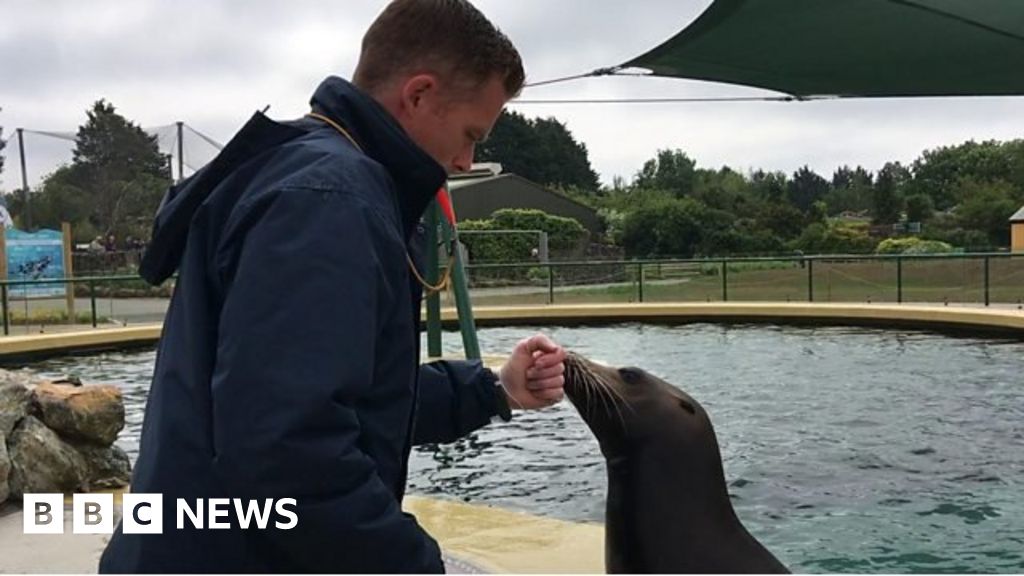 Banham Zoo keepers train their Californian sea lions - BBC News