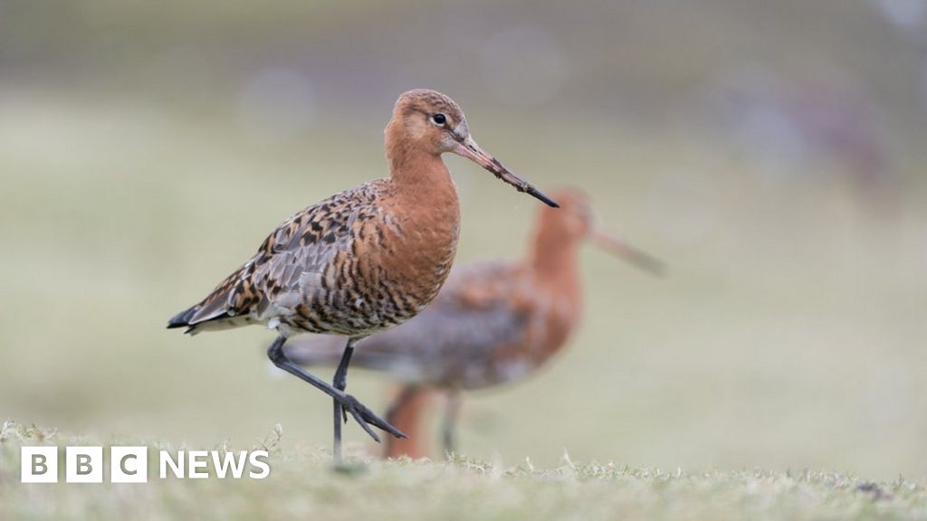 Godwit eggs hatch after spring flood rescue