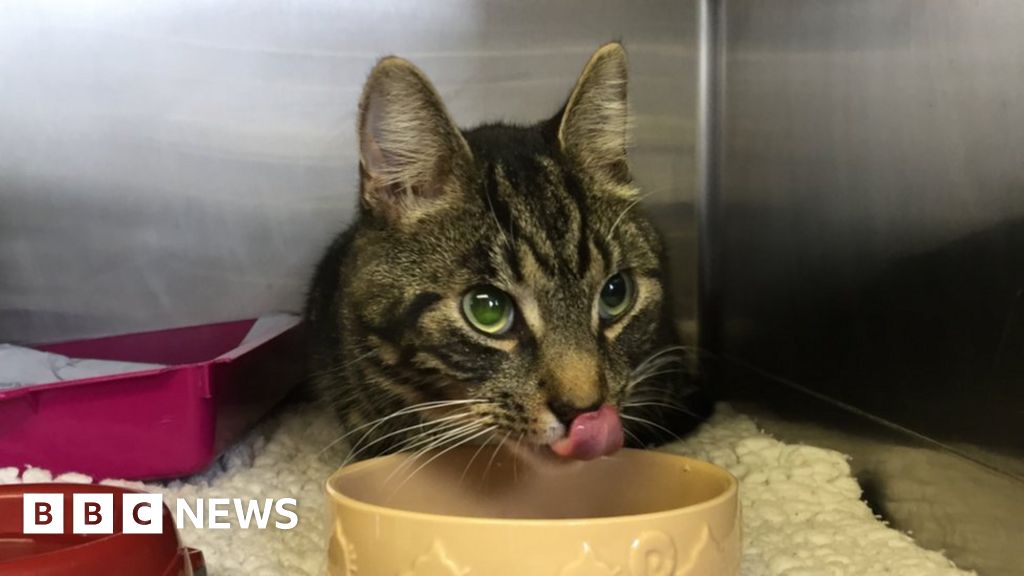 'Fireman Sam' the cat rescued from river - BBC News