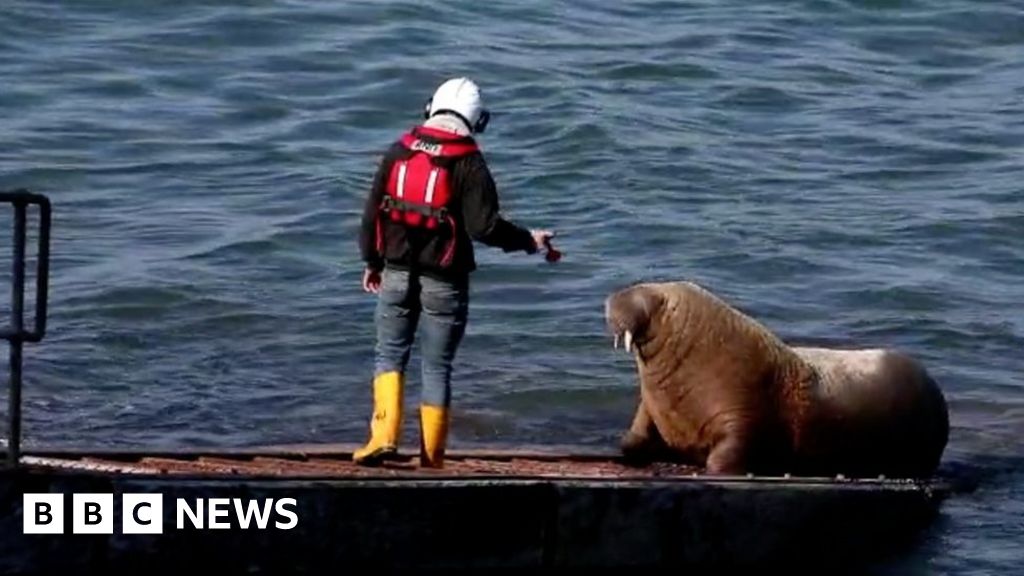 Wally the walrus: How do you move a reluctant sea mammal?