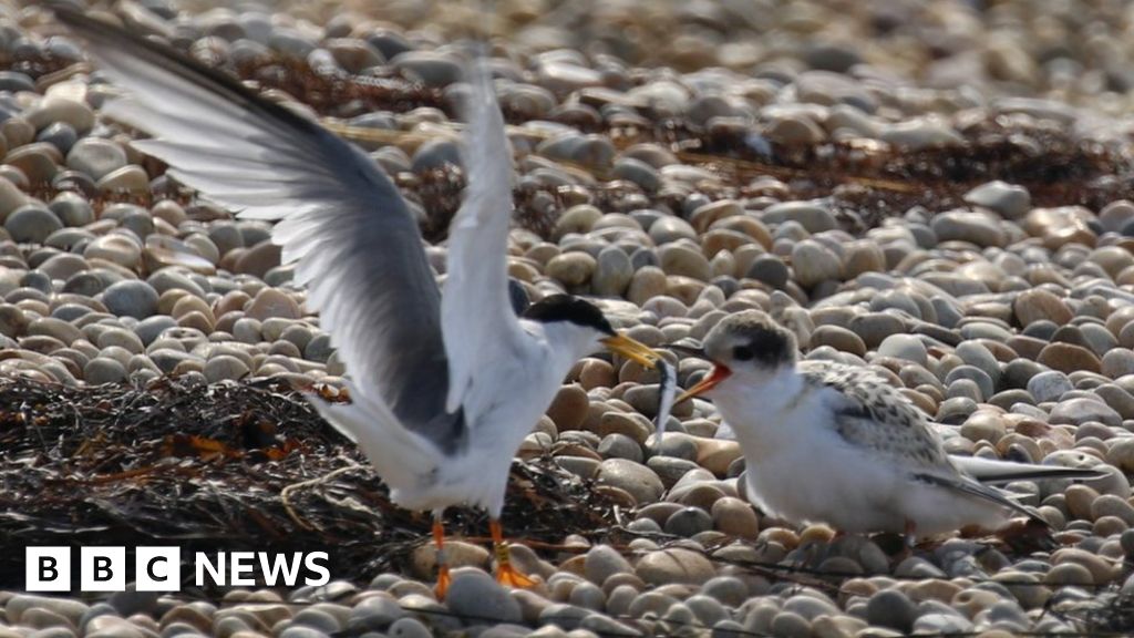 Hedgehog fence aids recovery of threatened seabirds - BBC News