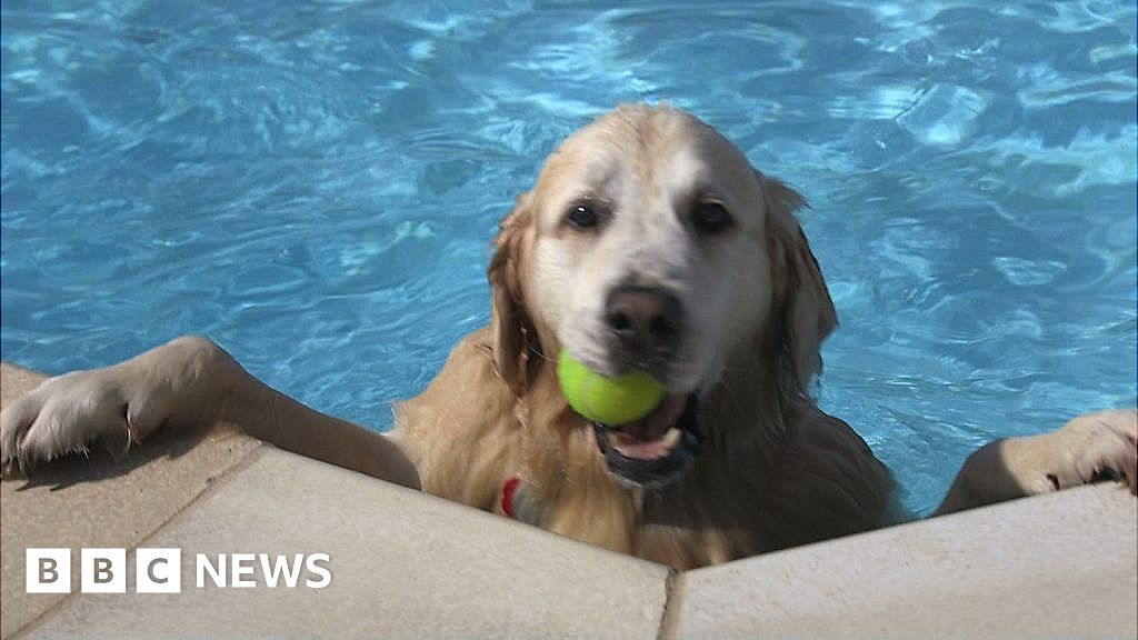 'It's like Christmas for them': Dogs take over swimming pool - BBC News