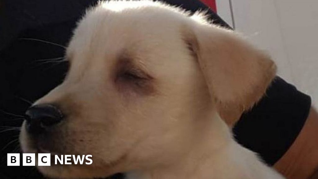 Blind and 'deaf' puppy abandoned in Llanelli - BBC News