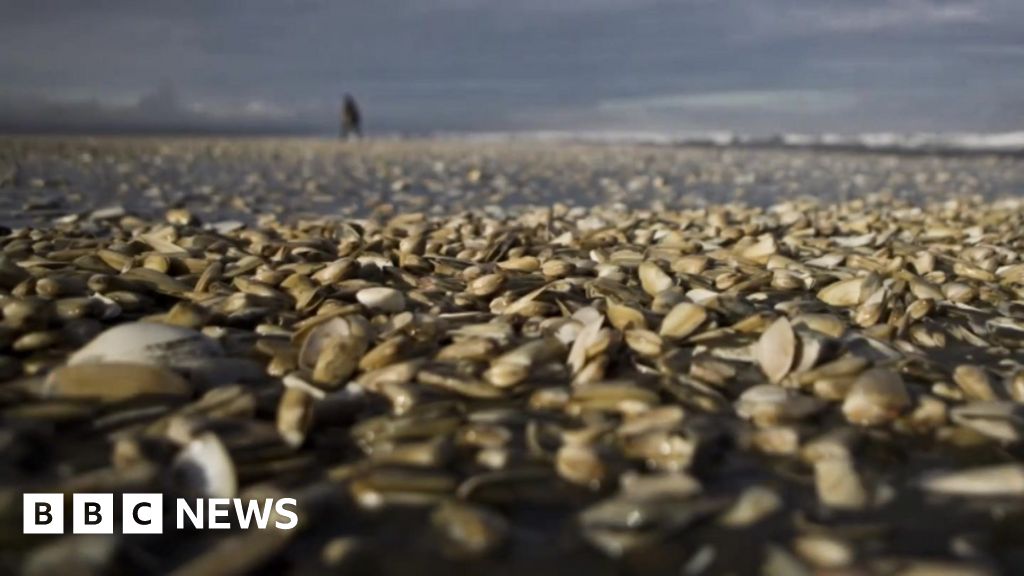 The deadly 'red tide' threatening sea life in Chile - BBC News