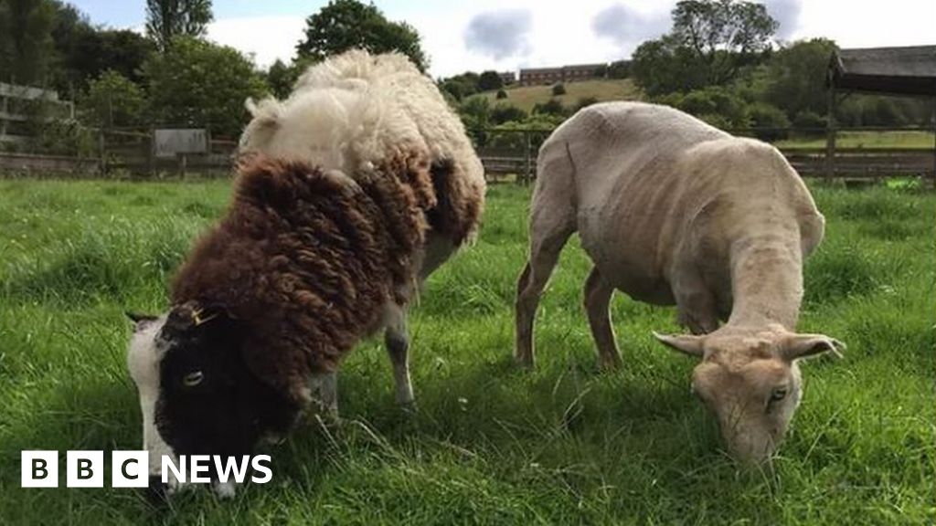 Security kit donated after animals stolen from Brockswood Sanctuary ...