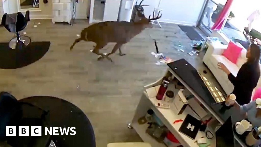 Deer crashes through salon window startling customers - BBC News