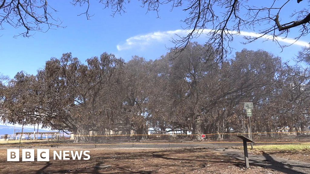 Watering Lahaina's scorched banyan tree