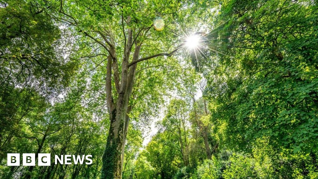 Tree of the Year 2019: Oaks and sycamore in running for award - BBC News