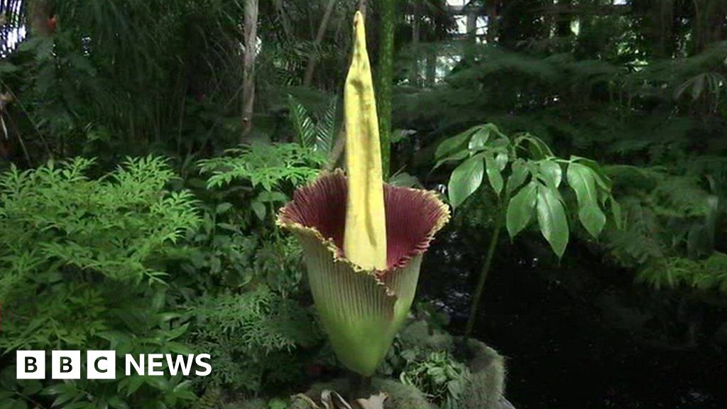 New Yorkers flock to foul flower - BBC News