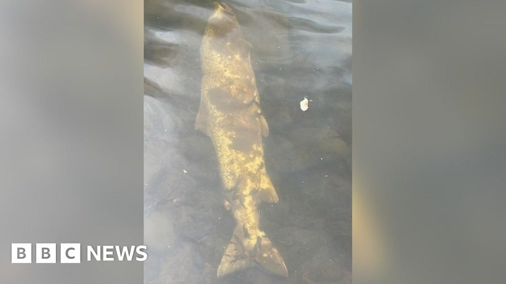 Northumberland river fish deaths blamed on fungal infection - BBC News
