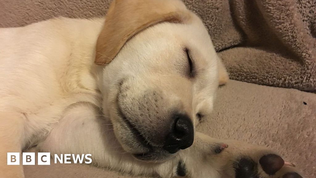 Zooby: The guide dog on path to being paw-some pal - BBC News
