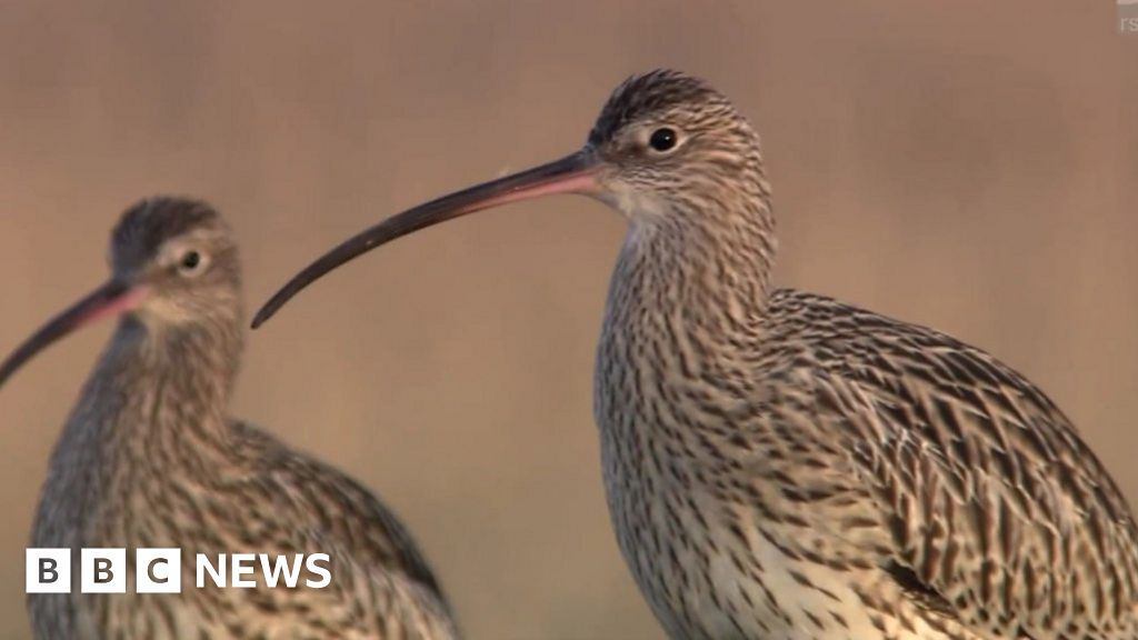 Curlew chicks captured on camera in Antrim hills - BBC News