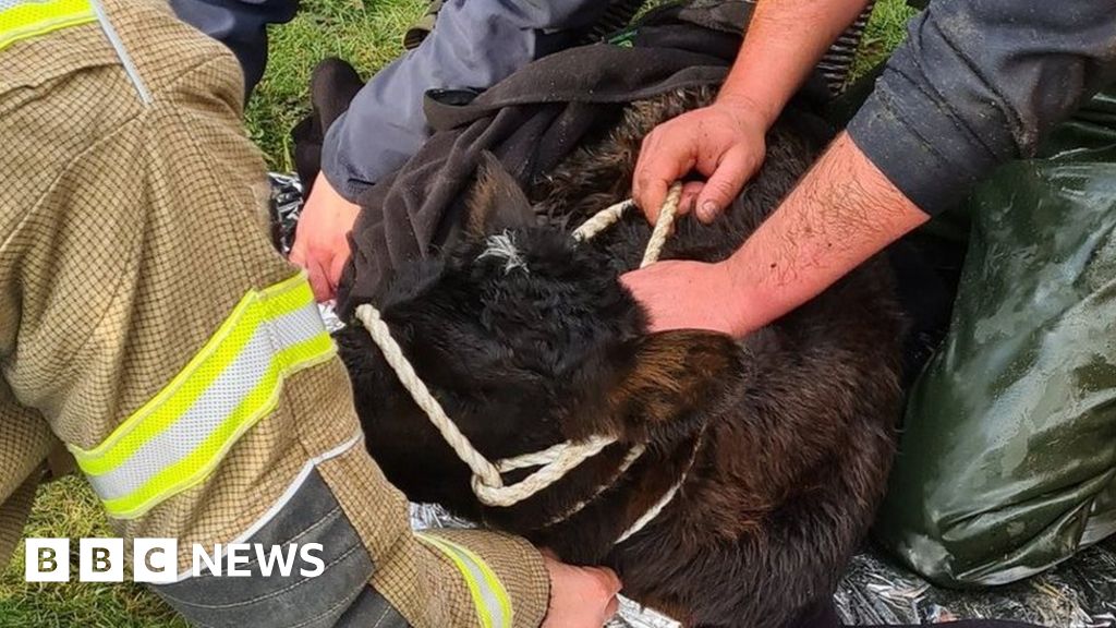 Hertford: Firefighters rescue calf stuck overnight in flooded tunnel ...