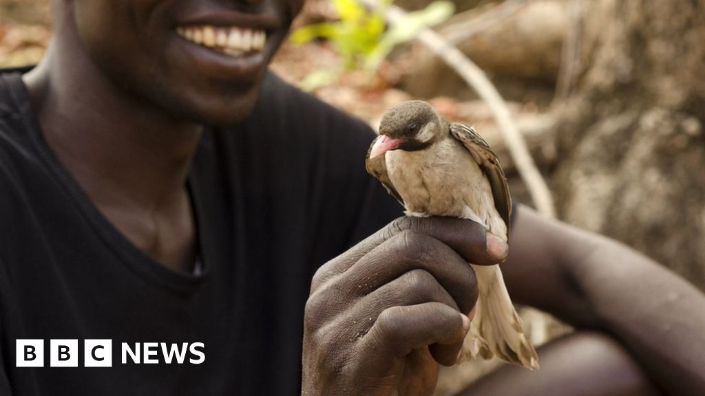 Wild birds 'come when called' to help hunt honey - BBC News