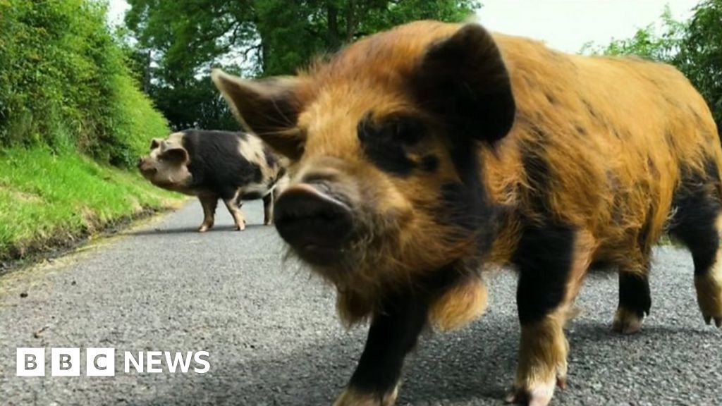 Pig-walking days out in the Brecon Beacons