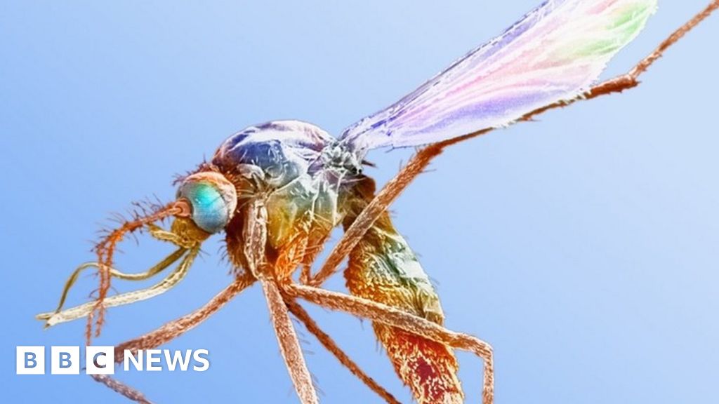 Brazil links Zika fever to birth defects - BBC News