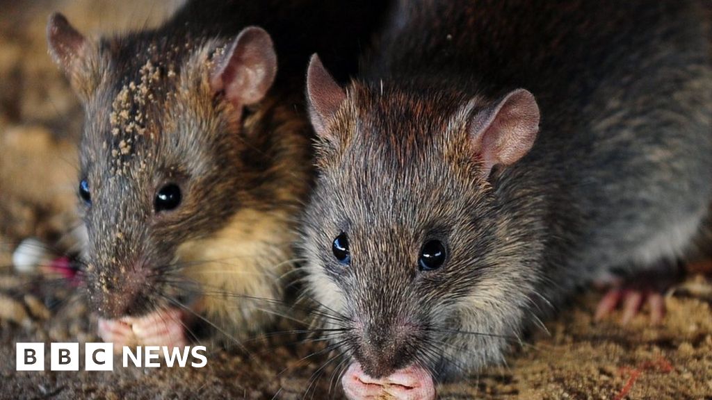 Christmas: Concert comes late after school rat problem - BBC News