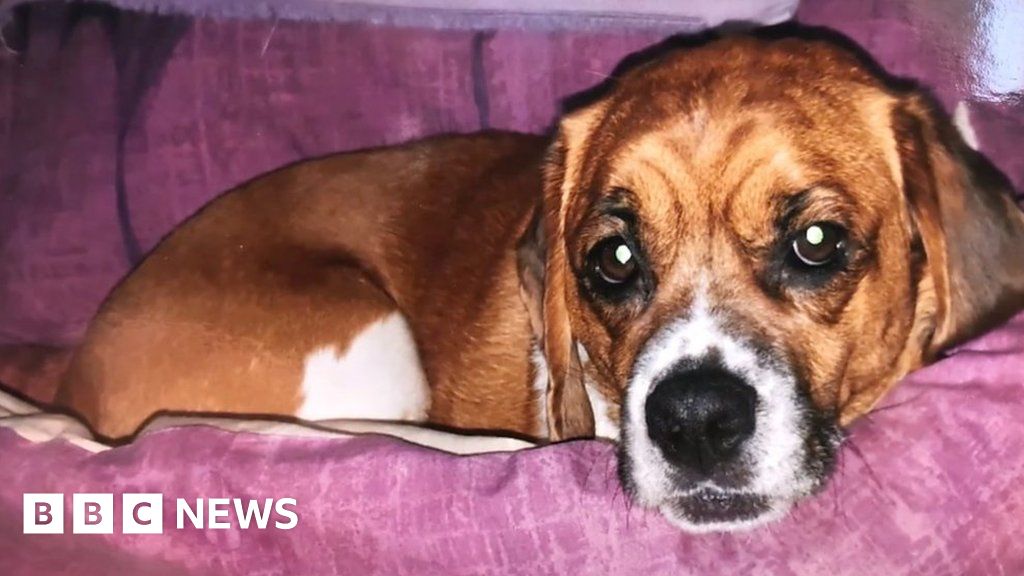 The scam that targets dog owners - BBC News