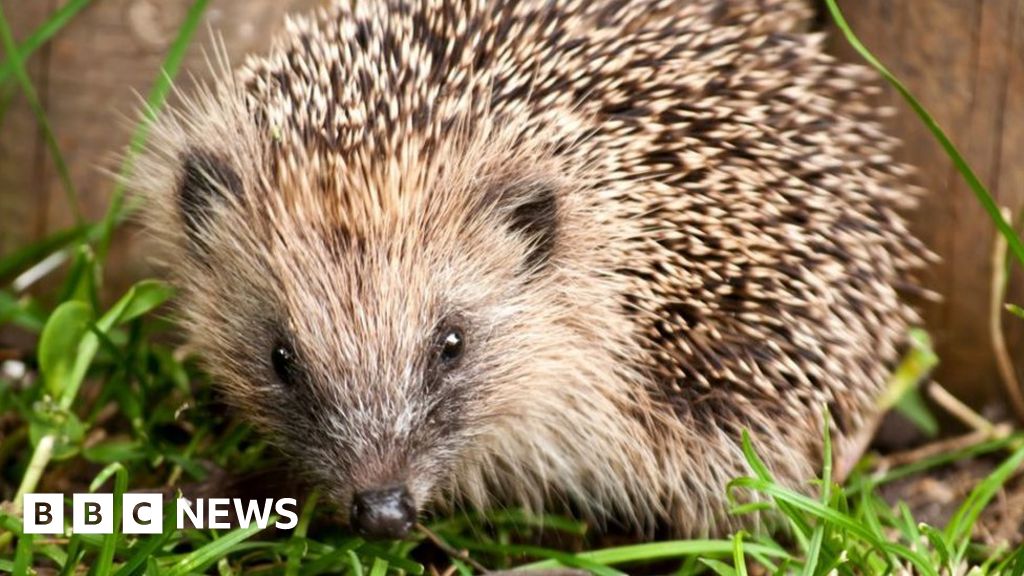 Ludlow charity calls for litter picker teams to help hedgehogs - BBC News