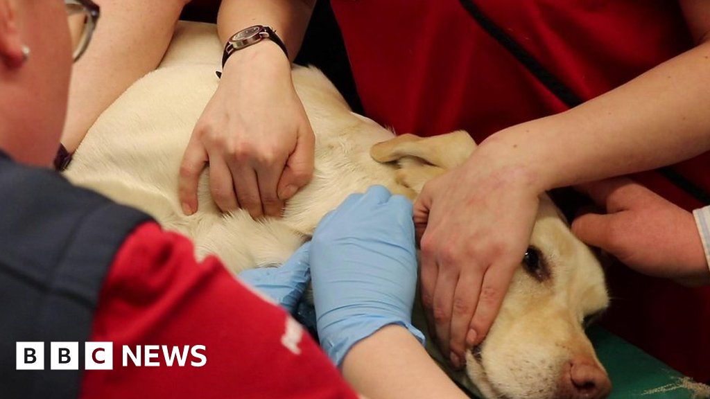 The dogs saving canine lives by donating blood