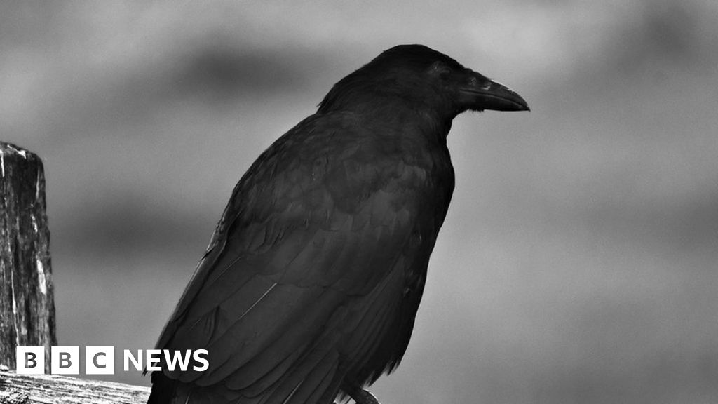 Russell the crow dive-bombing walkers in Sheffield wood - BBC News