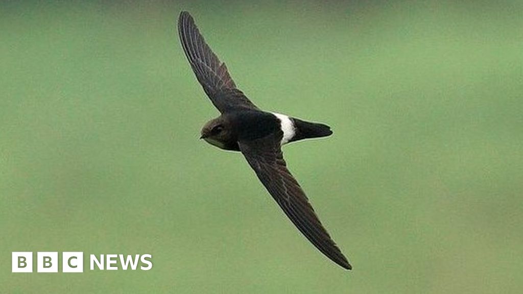 Rare sighting of little swift in Scotland - BBC News