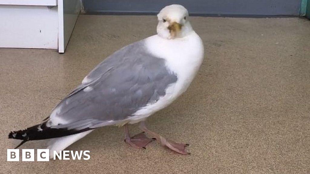 Drunk gulls found 'stinking of alcohol' - BBC News