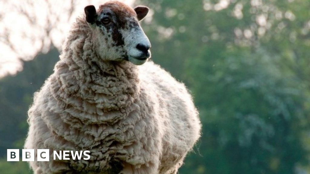 Police warn dog owners after 'devastating' sheep attacks - BBC News