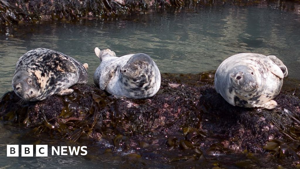 Drones warning over breeding seals in Pembrokeshire - BBC News