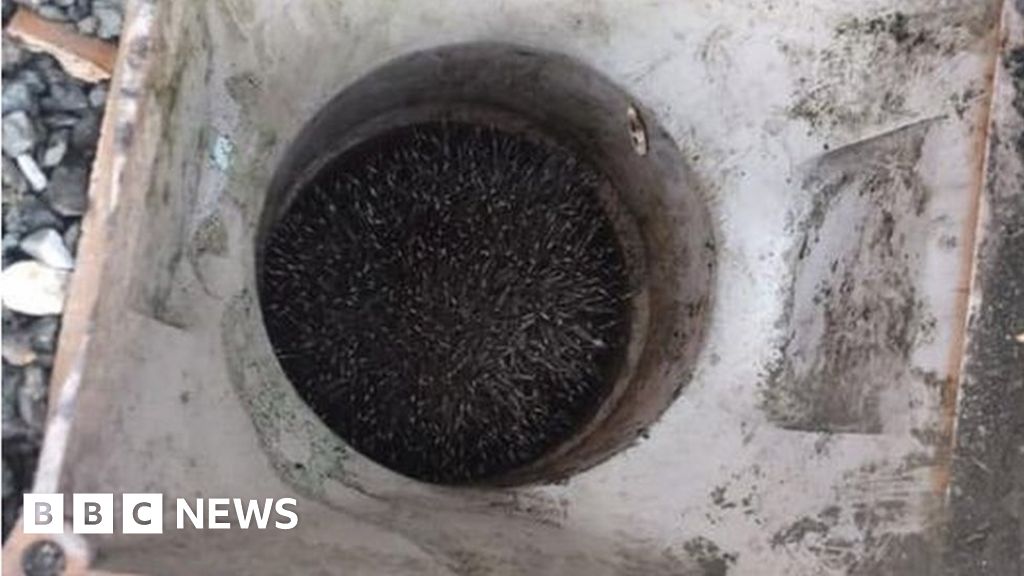 Hedgehog rescued from drain in Ivybridge - BBC News